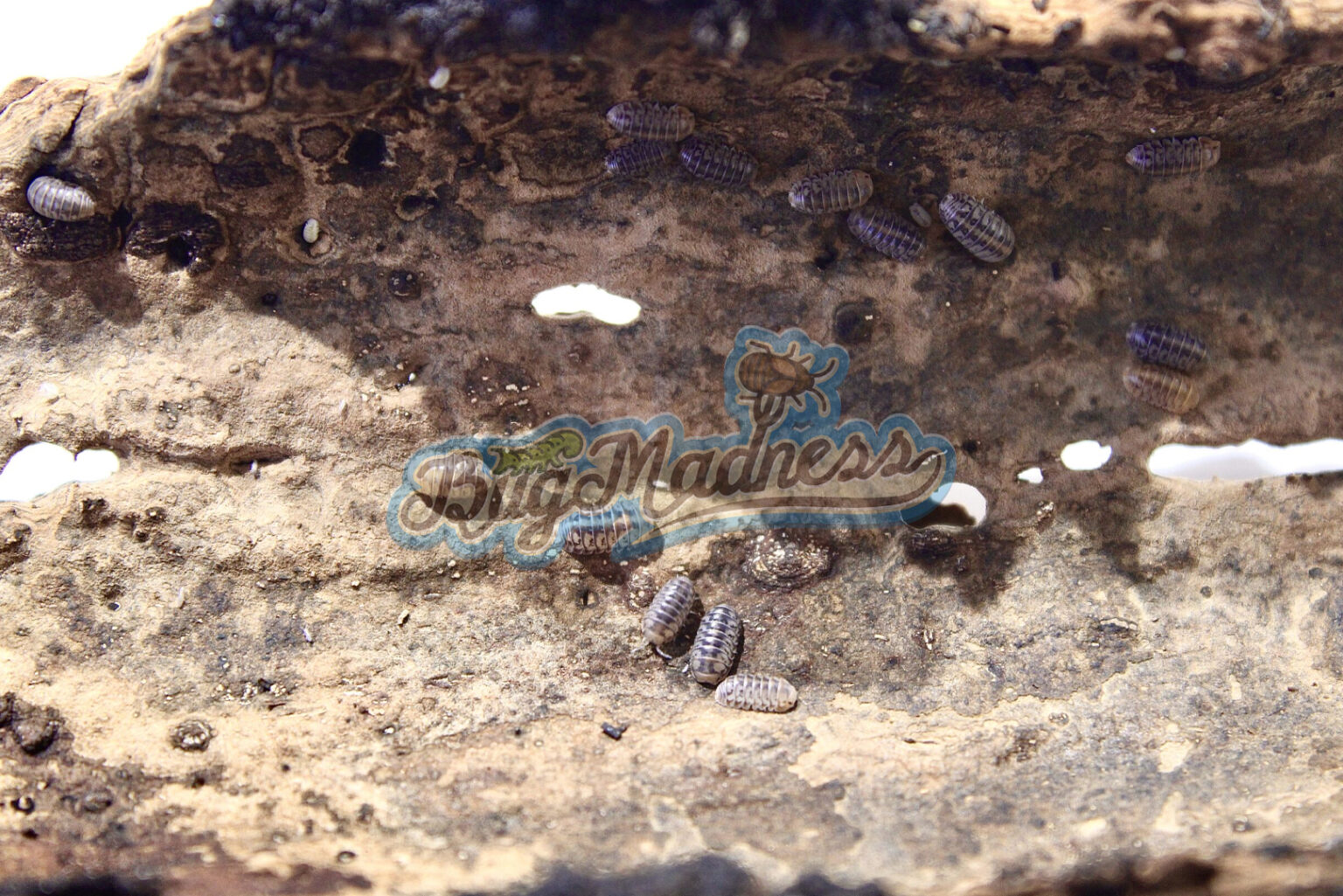 Venezillo Parvus - Bug Madness